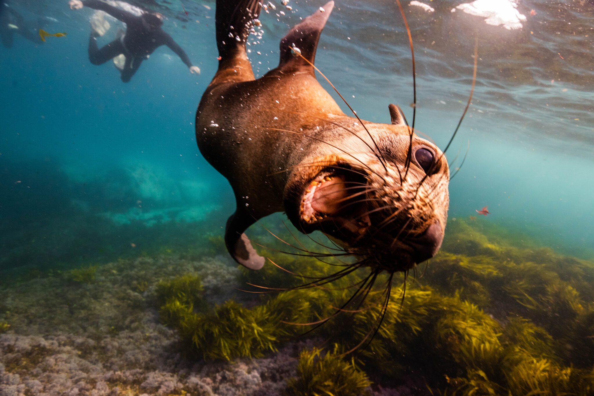 Dive With Seals In Narooma | Freediving Central